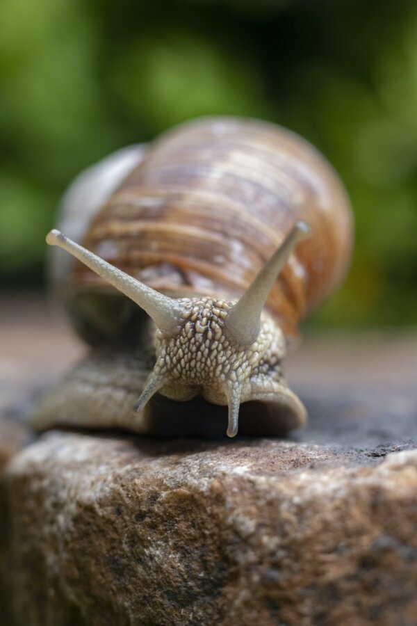 Immortal Snail Assassin TikTok Trend: Original, History, & Meaning!