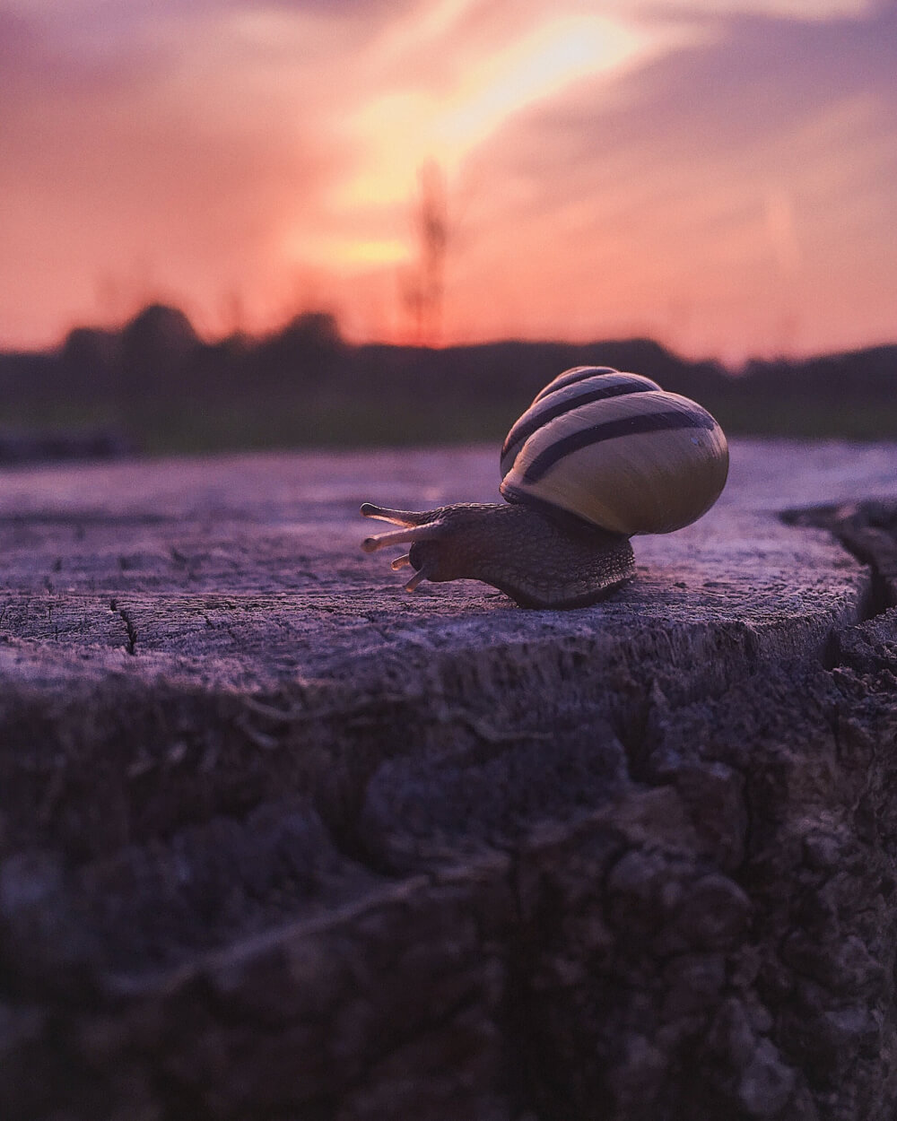 Immortal Snail Assassin TikTok Trend: Original, History, & Meaning!