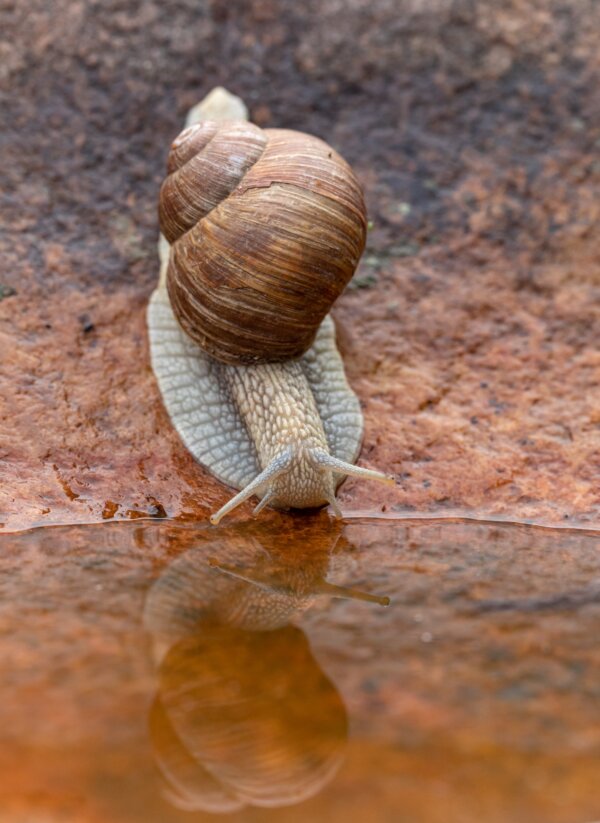 Immortal Snail Assassin TikTok Trend: Original, History, & Meaning!
